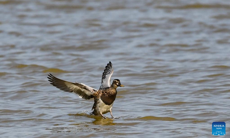 Water birds seen in south China's Hainan - Global Times