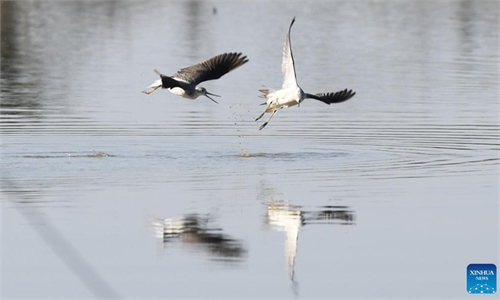Water birds seen in south China's Hainan - Global Times