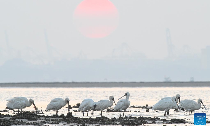 Water birds seen in south China's Hainan - Global Times