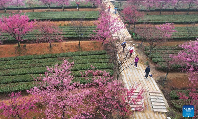 Scenery of cherry blossoms in Xiamen - Global Times