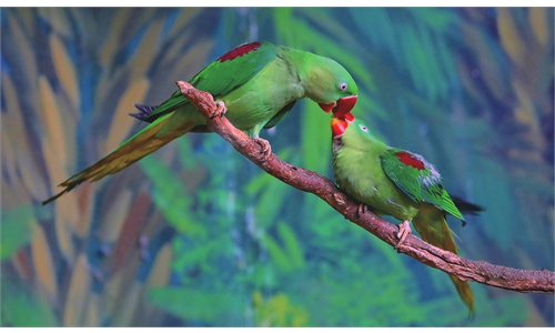 Lovely 'couple' - Global Times