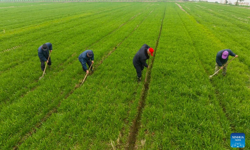 Spring farming underway across China - Global Times