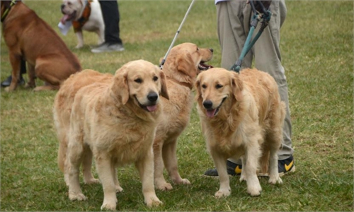 National dog show held in Kampala, Uganda - Global Times