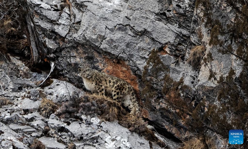 Snow leopard pictured in Zadoi County, NW China - Global Times