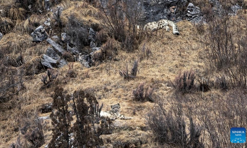 Snow leopard pictured in Zadoi County, NW China - Global Times