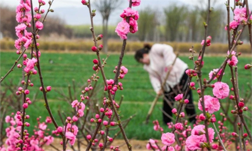 Farmers busy with farm work around Qingming across China - Global Times