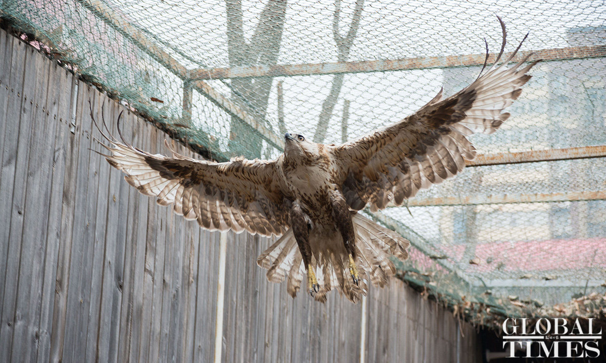 Recovered national second-class protected animal upland buzzard ...