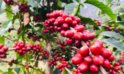Nurturing the specialty coffee business in Yunnan - Global Times