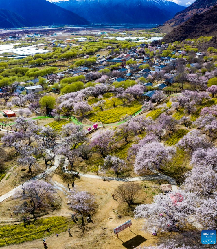 In pics: peach blossoms in Gala village of Nyingchi, SW China - Global ...
