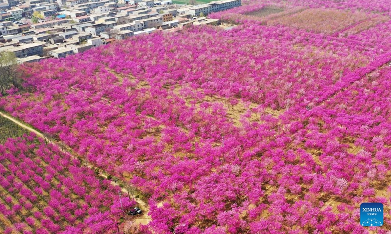 Blooming redbud flowers adorn countryside in C China - Global Times