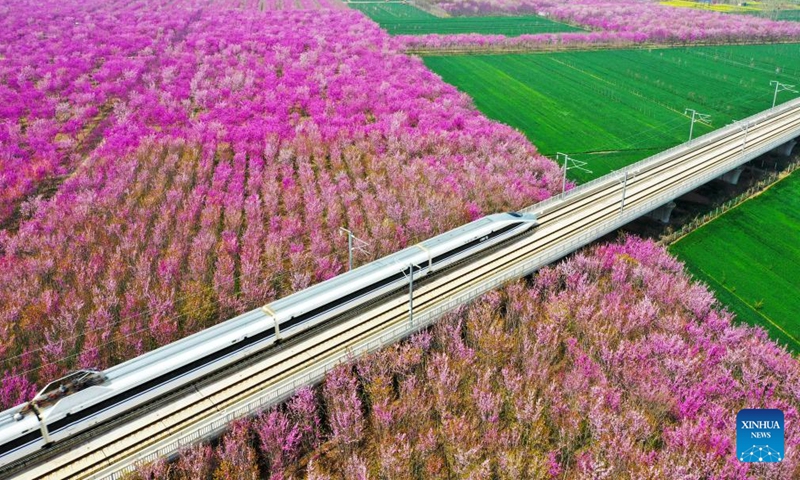 Blooming redbud flowers adorn countryside in C China - Global Times
