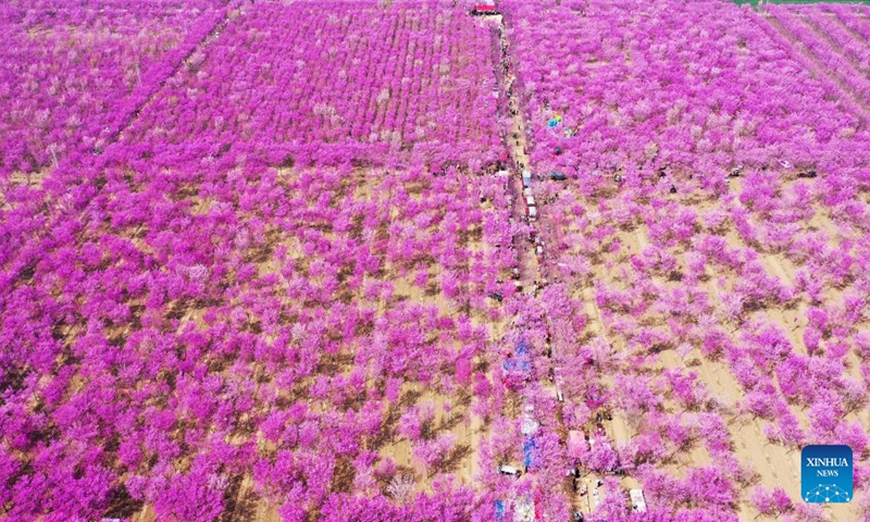 Blooming redbud flowers adorn countryside in C China - Global Times