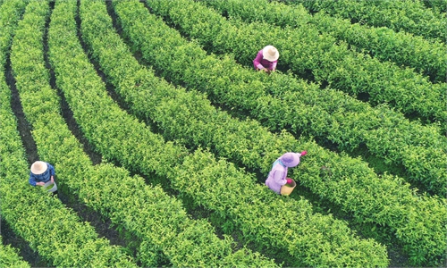 Busy tea pickers - Global Times