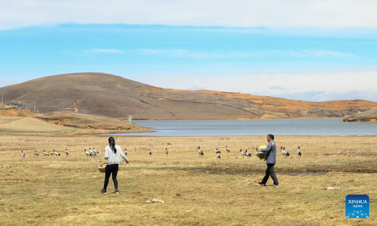 Yunnan helps cranes make migration journey - Global Times
