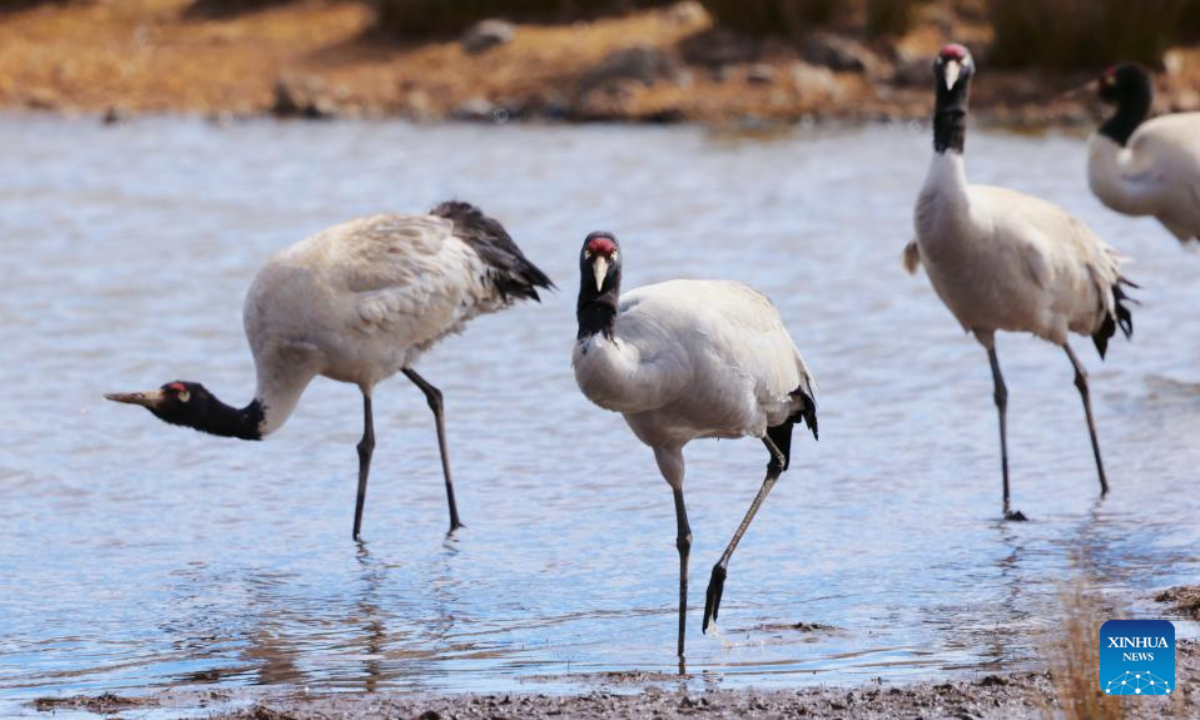 Yunnan helps cranes make migration journey - Global Times