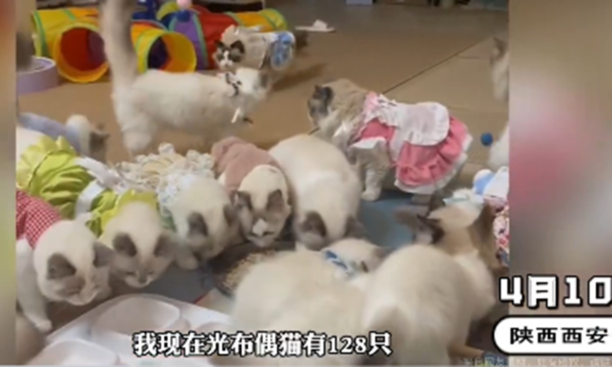Four housekeepers are hired to look after 200 cats in Xi’an - Global Times
