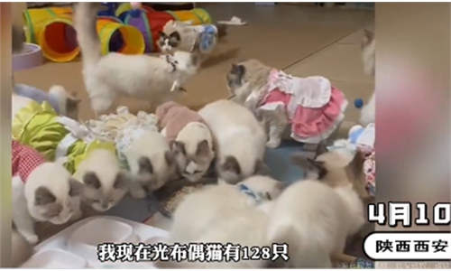 Four housekeepers are hired to look after 200 cats in Xi’an - Global Times