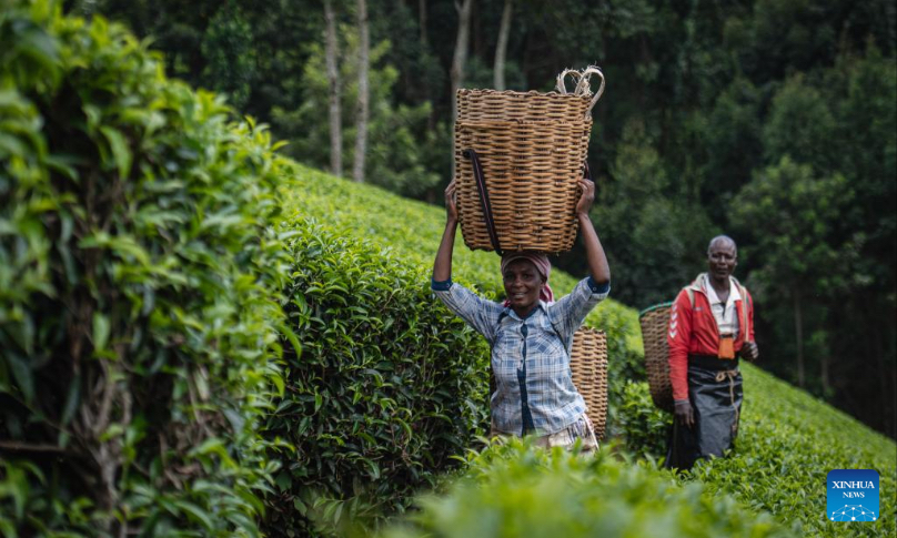 Kenya expects to increase tea export to China - Global Times