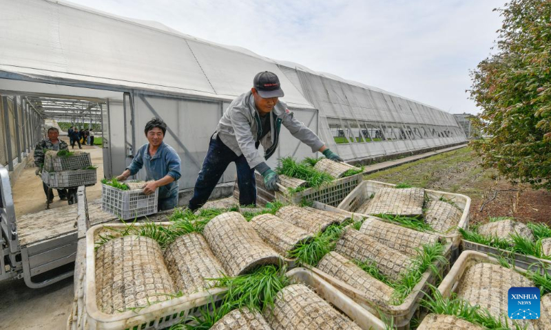 Tianjin promotes high-quality development of rice industry - Global Times