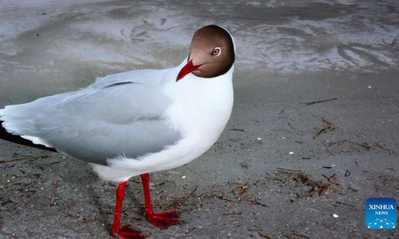 Scenery of Yamzbog Yumco Lake in China's Tibet - Global Times