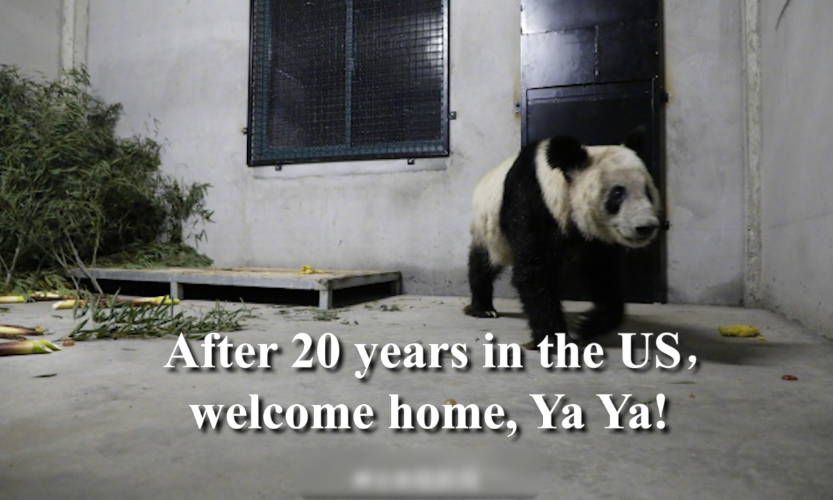 Chinese netizens warmly welcome giant panda Ya Ya’s return to Beijing ...