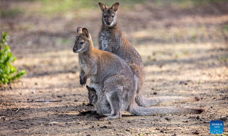 Wallabies pictured at Osijek Zoo, Croatia - Global Times