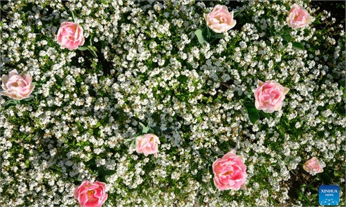 View of spring flowers in Croatia - Global Times