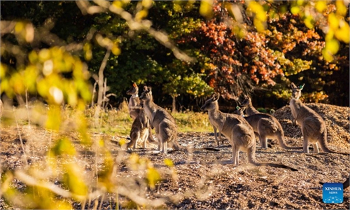 Autumn scenery of Canberra, Australia - Global Times