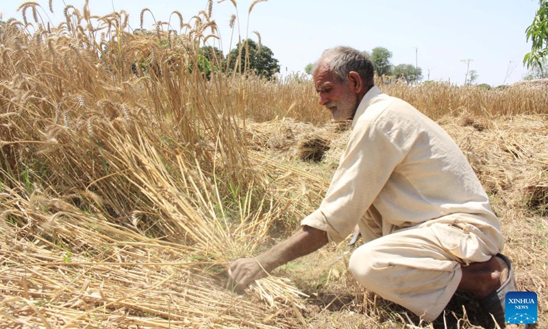 Wheat harvest in Pakistan - Global Times