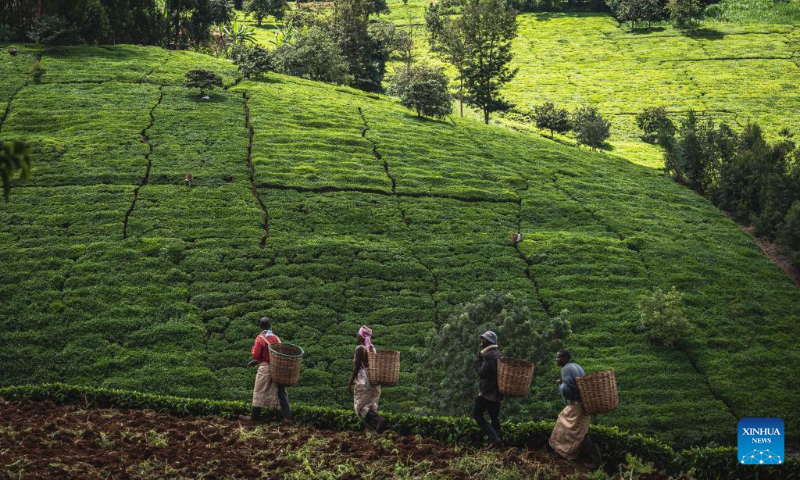 Kenya expects to increase tea export to China - Global Times