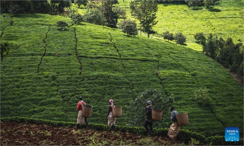 Kenya expects to increase tea export to China - Global Times