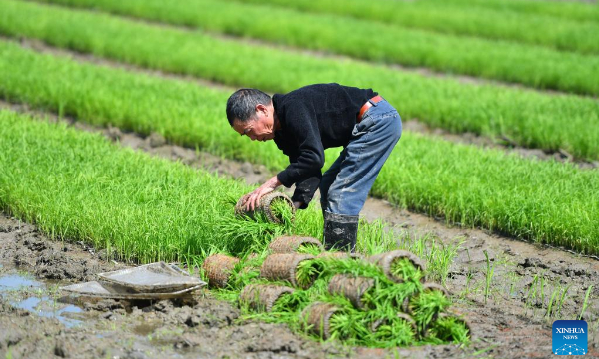 Farmers busy with spring ploughing in China's Hunan - Global Times