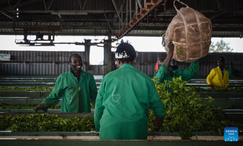 Kenya expects to increase tea export to China - Global Times
