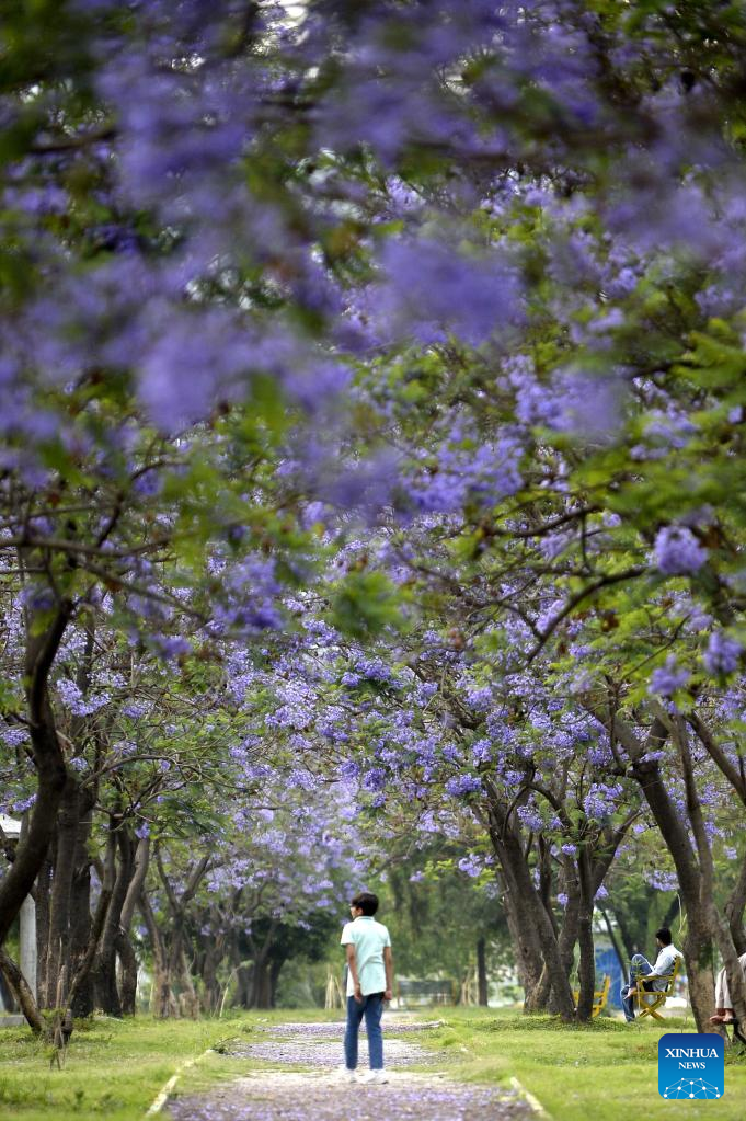Blooming jacaranda trees in Pakistan - Global Times