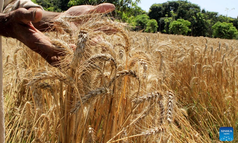 Wheat harvest in Pakistan - Global Times