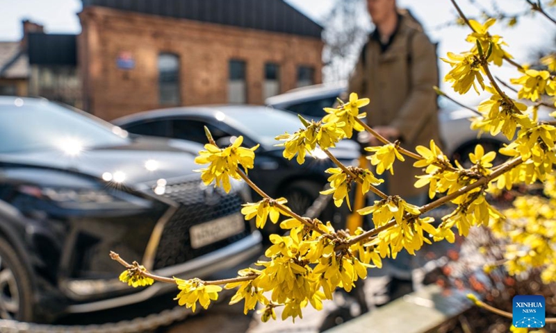Spring flowers in Vladivostok, Russia - Global Times