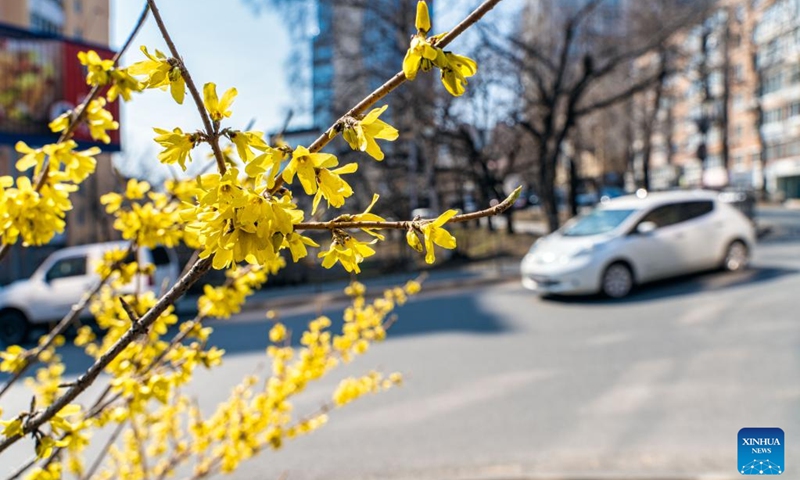 Spring flowers in Vladivostok, Russia - Global Times