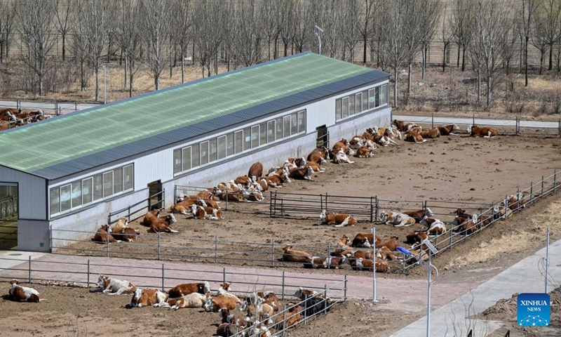 Beef cattle industry sees brisk growth in Tongliao, N China - Global Times