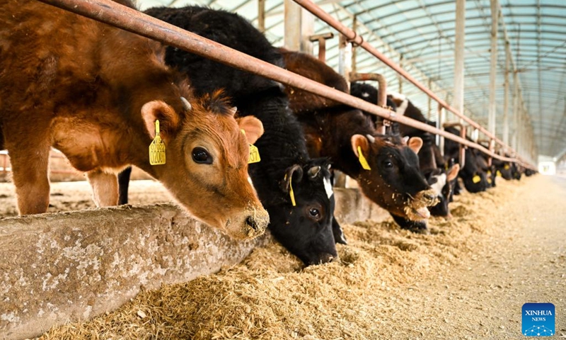 Beef cattle industry sees brisk growth in Tongliao, N China - Global Times