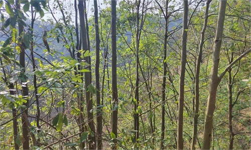 Nearly 10,000 wild trees of a rare species found in China's Guizhou ...