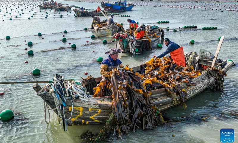 Fishermen harvest kelp in Rongcheng, E China - Global Times