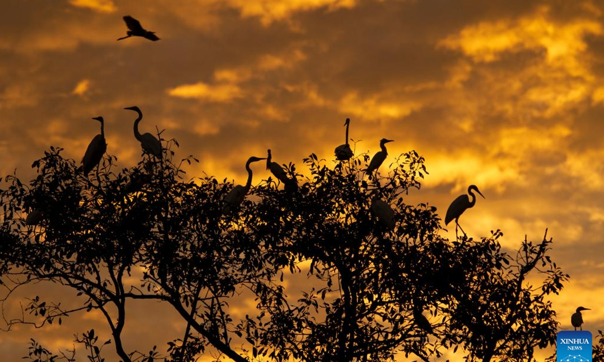 Egrets seen at sunset in Lhokseumawe, Indonesia - Global Times