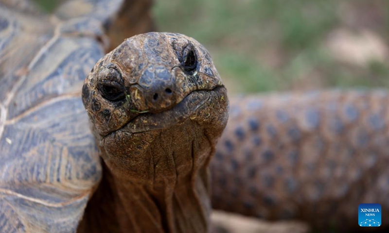 World Turtle Day marked in Jerusalem - Global Times