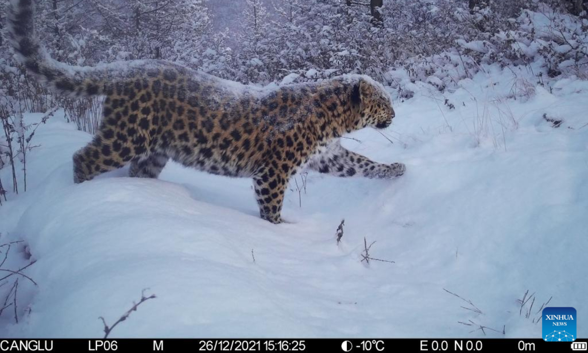 Rare leopards find safe haven in NW China mountains - Global Times