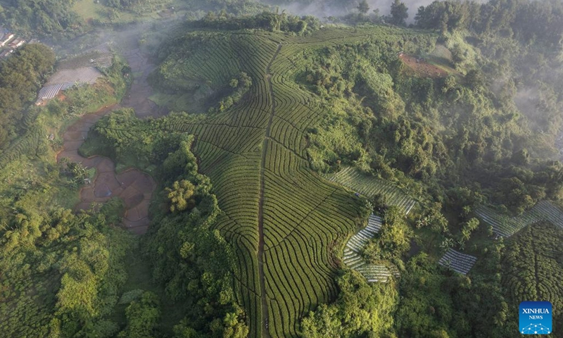 View of tea plantations at Cianten, Indonesia - Global Times