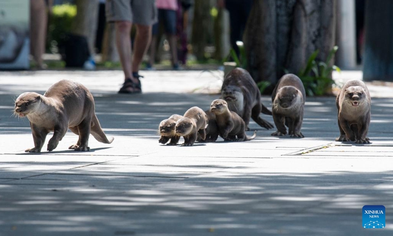 World Otter Day marked in Singapore - Global Times