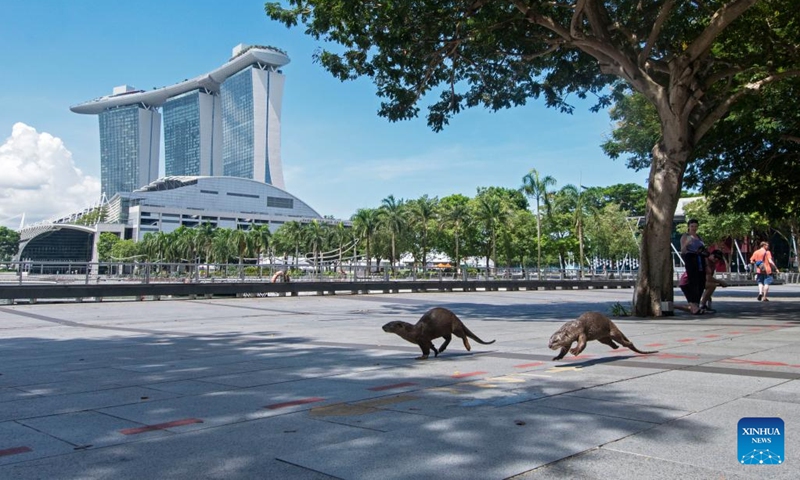 World Otter Day marked in Singapore - Global Times