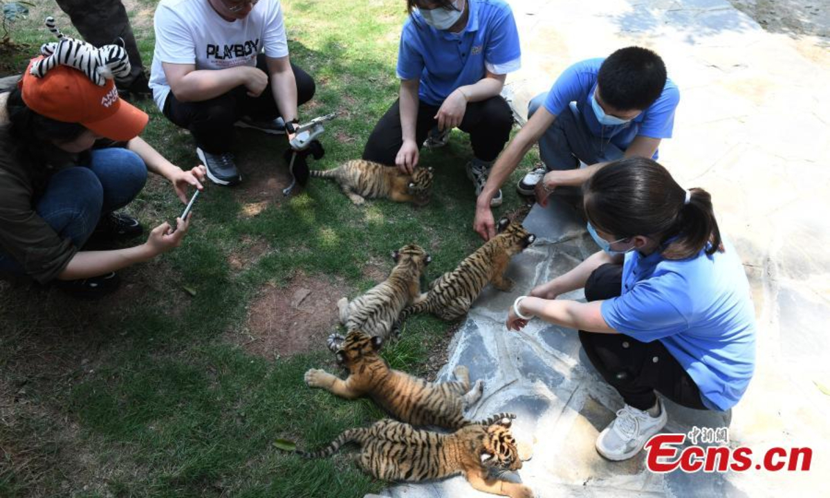 Tiger quintuplets make public debut in Chongqing - Global Times