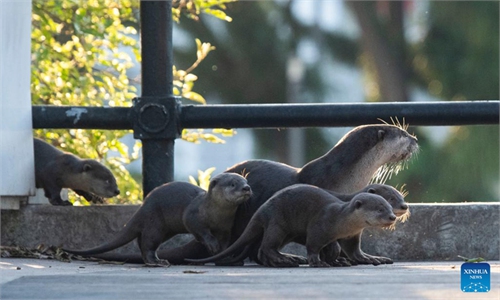 World Otter Day marked in Singapore - Global Times