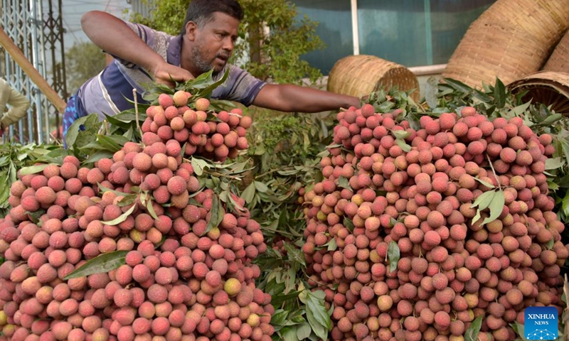 Lychee season in full swing in Bangladesh - Global Times
